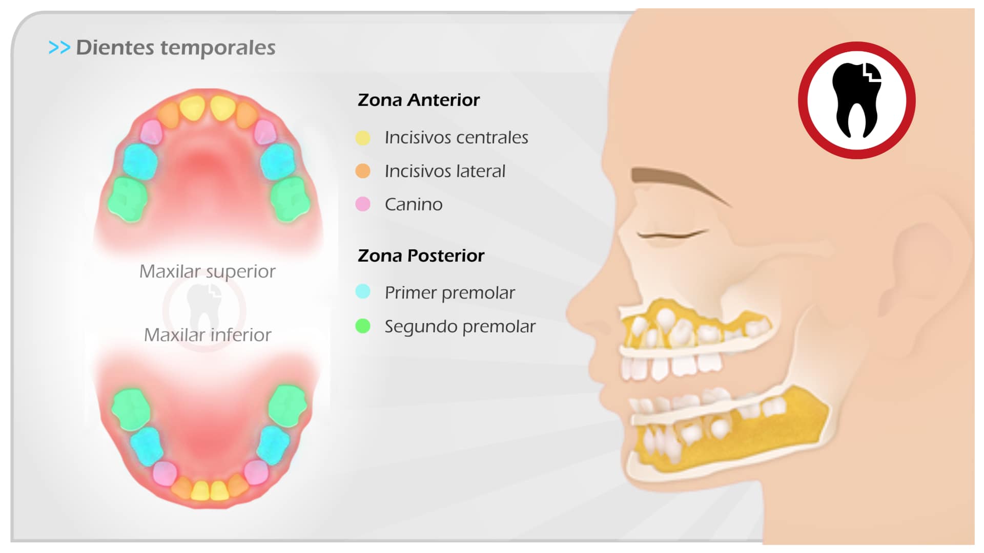 Crack Your Mouth Code: From Incisors to Molars, Your Complete Guide to ...