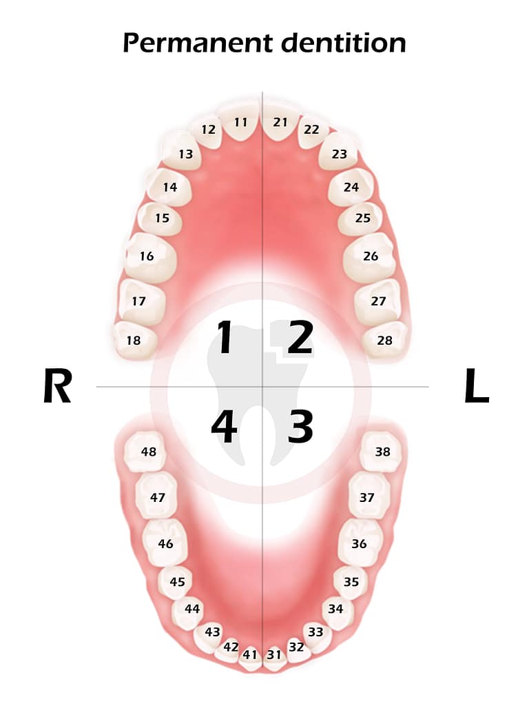 Crack Your Mouth Code: From Incisors to Molars, Your Complete Guide to ...