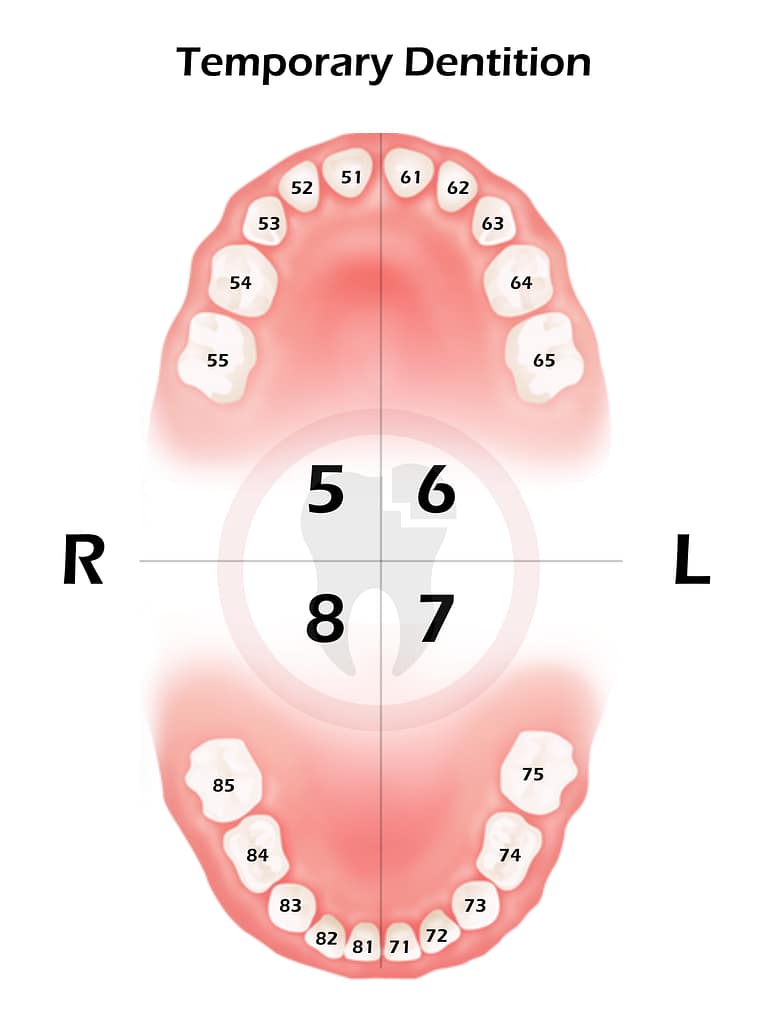 Crack Your Mouth Code: From Incisors to Molars, Your Complete Guide to ...